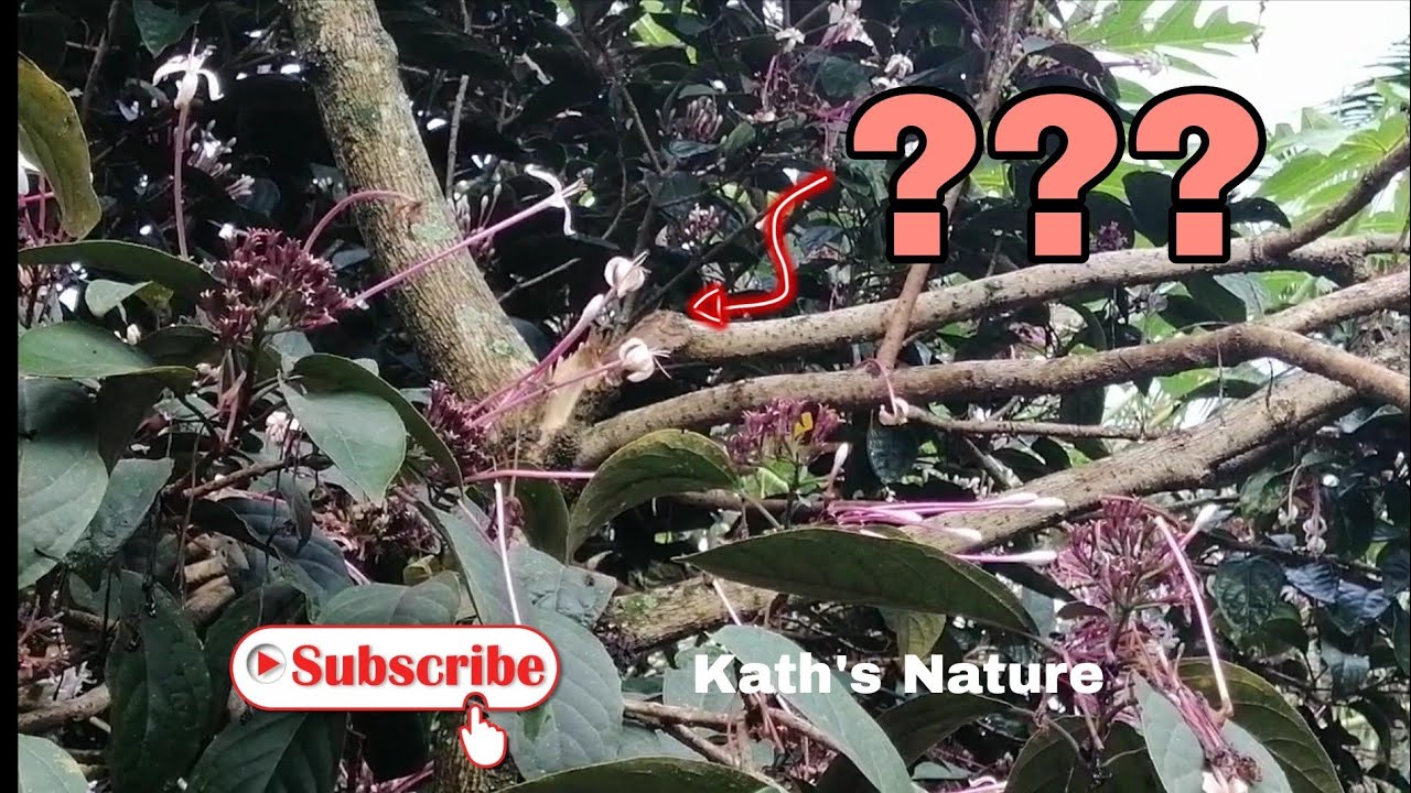 NAKAKAPANGHINAYANG/What happened to my FLOWERING TREE? / Kath Flowers ...