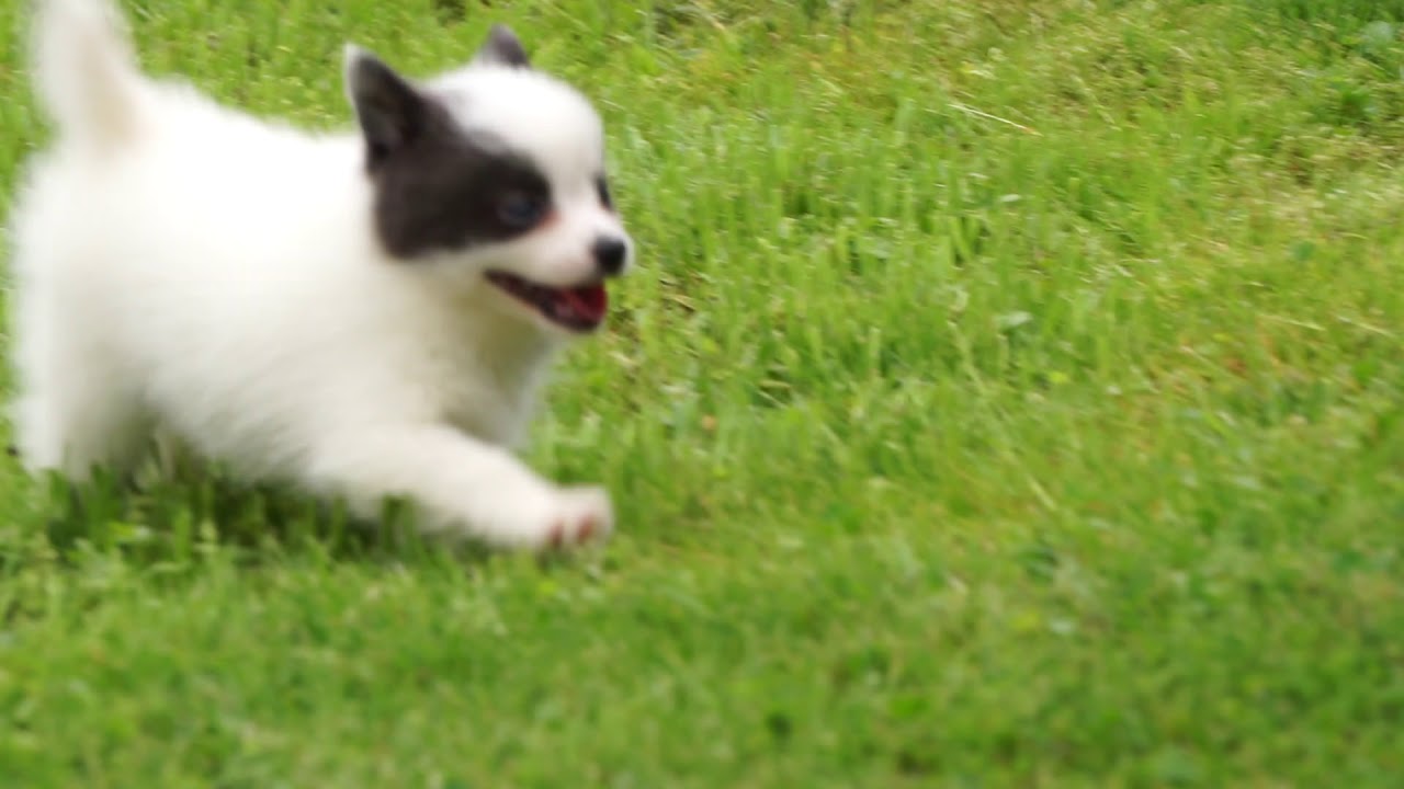 Pomsky/ Shiba Inu Mix - YouTube