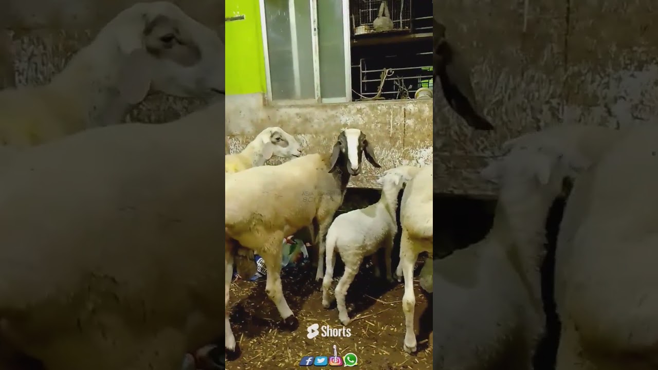 Fat Tail Sheep • Turkey Sheep • Original Doomba #sheep #sheepfarming # ...