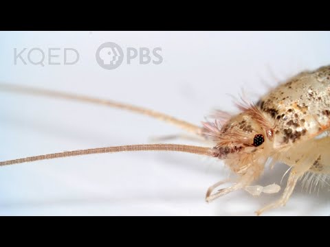 What Does A Baby Silverfish Look Like