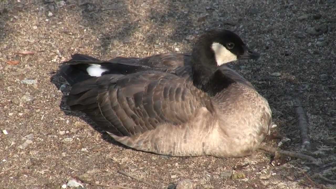 Birds of Western Canada - Ducks, Geese & Coots - YouTube