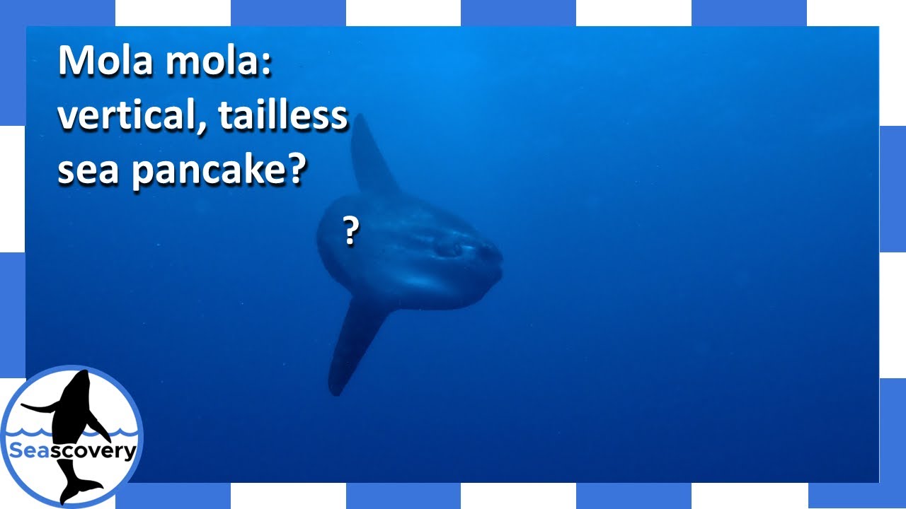 What happened to this fish’s body!? (Ocean sunfish/Mola mola) - YouTube