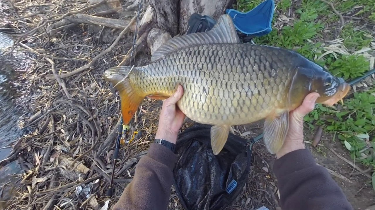 Fishing Wynn Vale Dam 11 - Fishing in the Spring #wynnvaledam#carp# ...