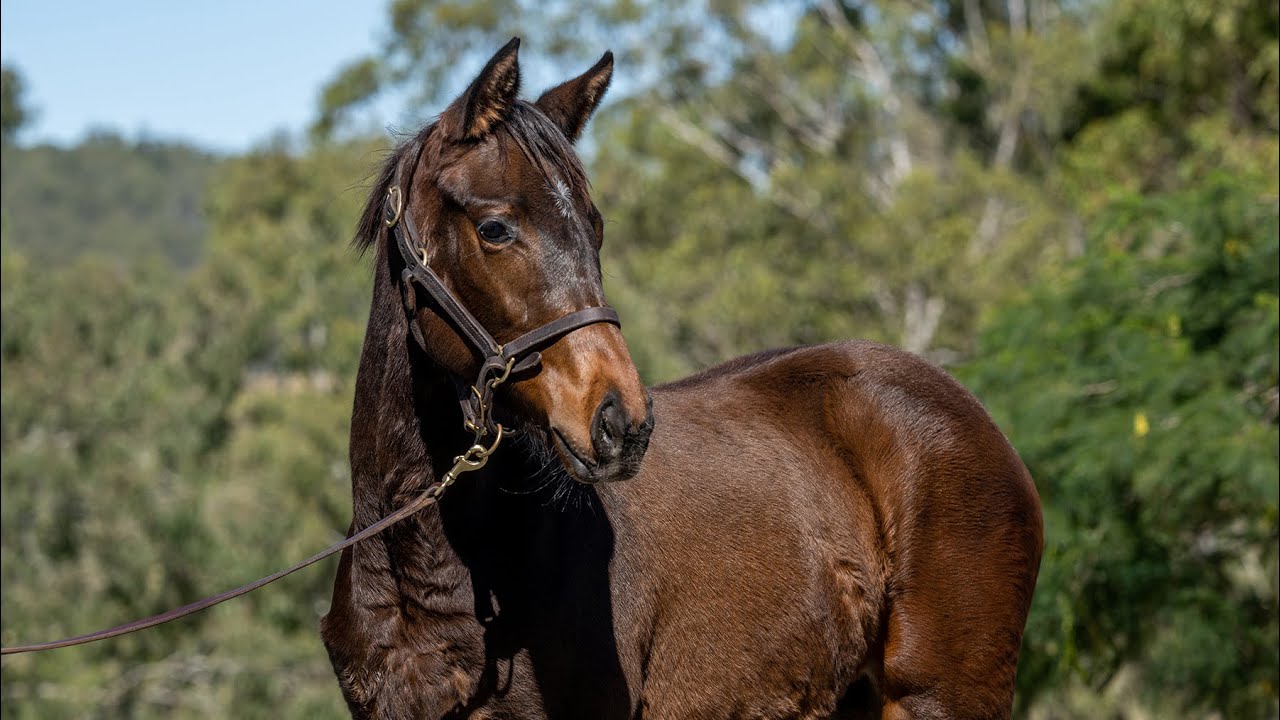 Lot 446 Fierce Impact x Ultimate Rock Filly from Robyn Wise - YouTube