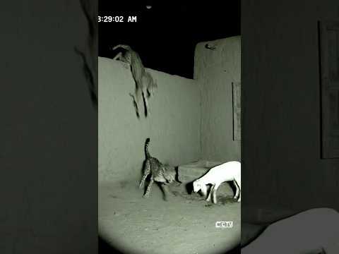 Cheetah Jumps Into the House at 3AM — Goat’s Cry Scares It Away!”