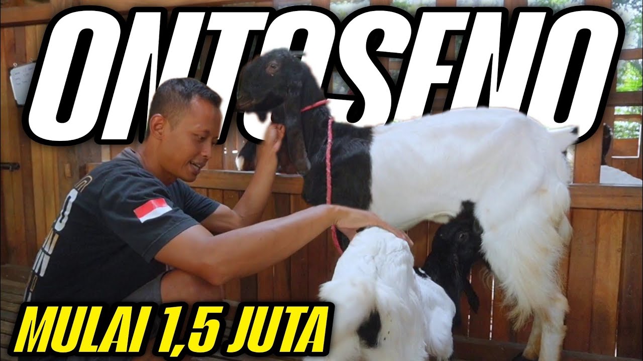 READY KAWINAN ONTOSENO ‼️ - YouTube