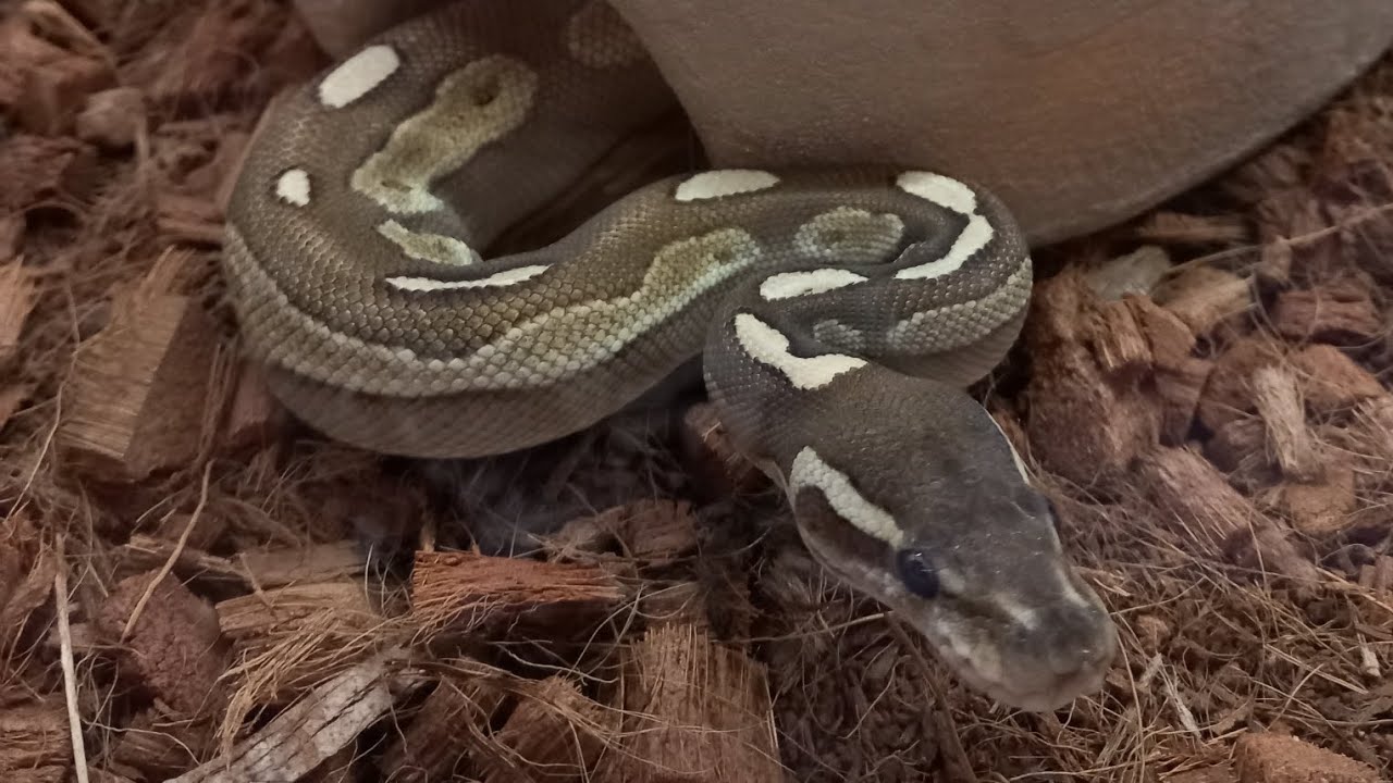 Ball Python live feeding - YouTube