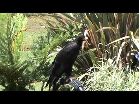 Falcon Center - YouTube