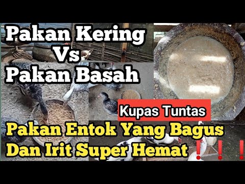 BOCORKAN BAGUS MANA PAKAN KERING VS PAKAN BASAH UNTUK ENTOK ATAU BEBEK