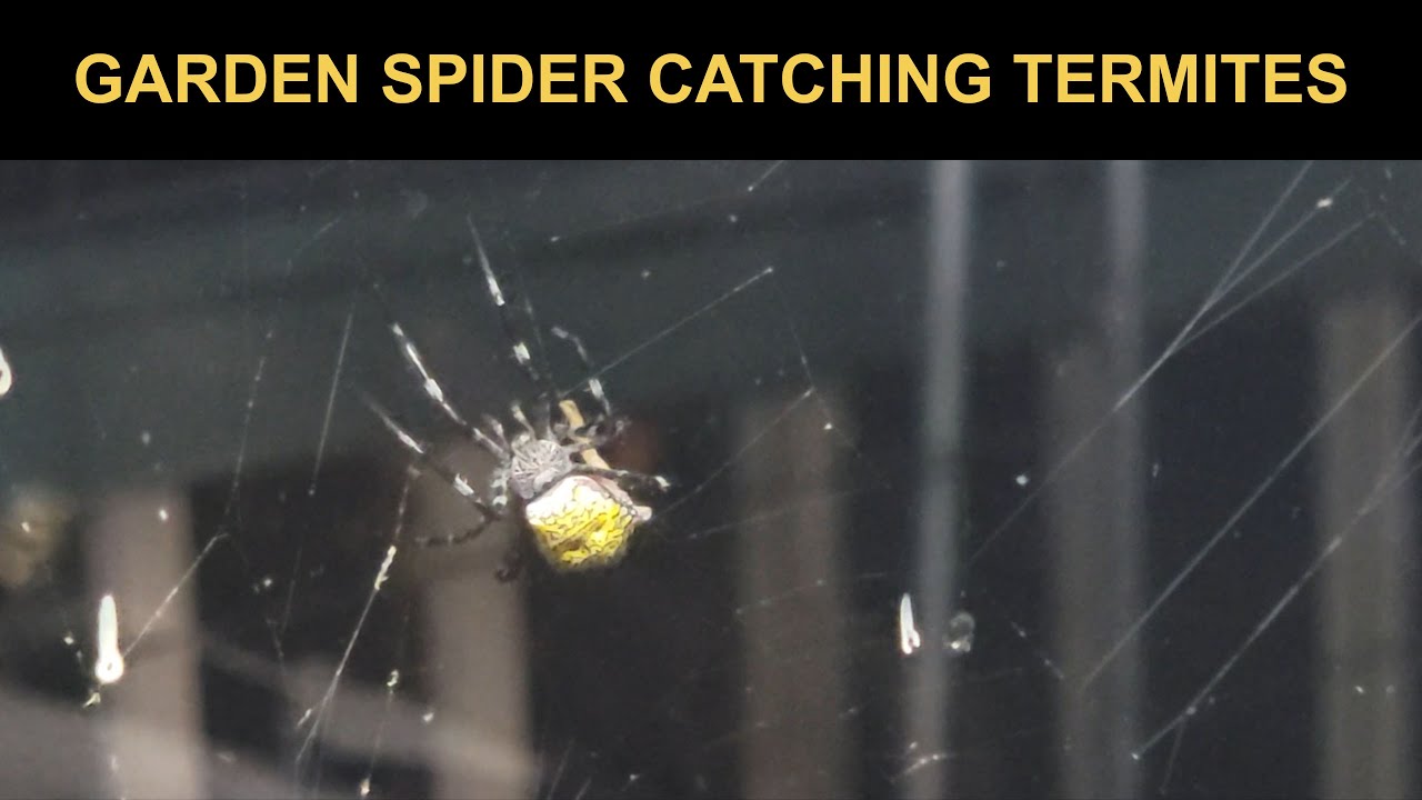 Garden Spider Catching Termites - YouTube