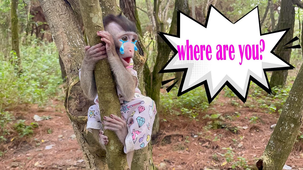 Baby monkey Annie panicked and cried because she thought she was ...