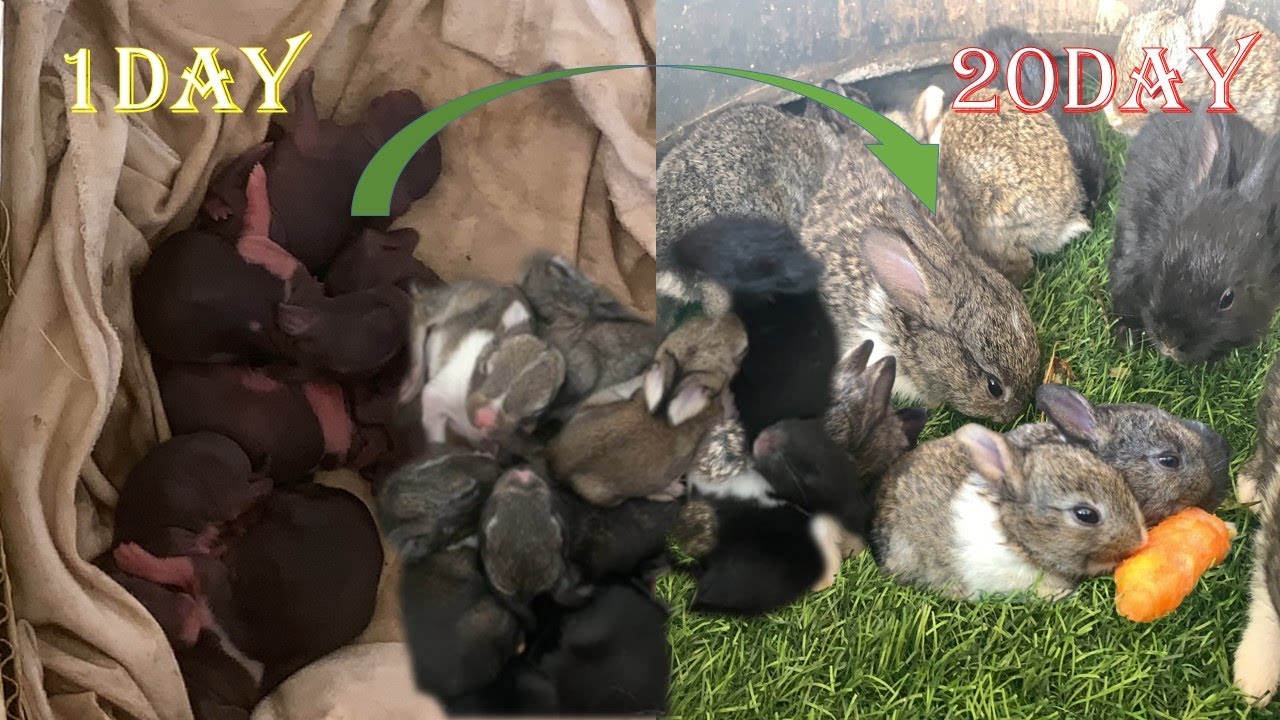 Baby Rabbits Growth Up / Days 1 To 20Days Old - YouTube
