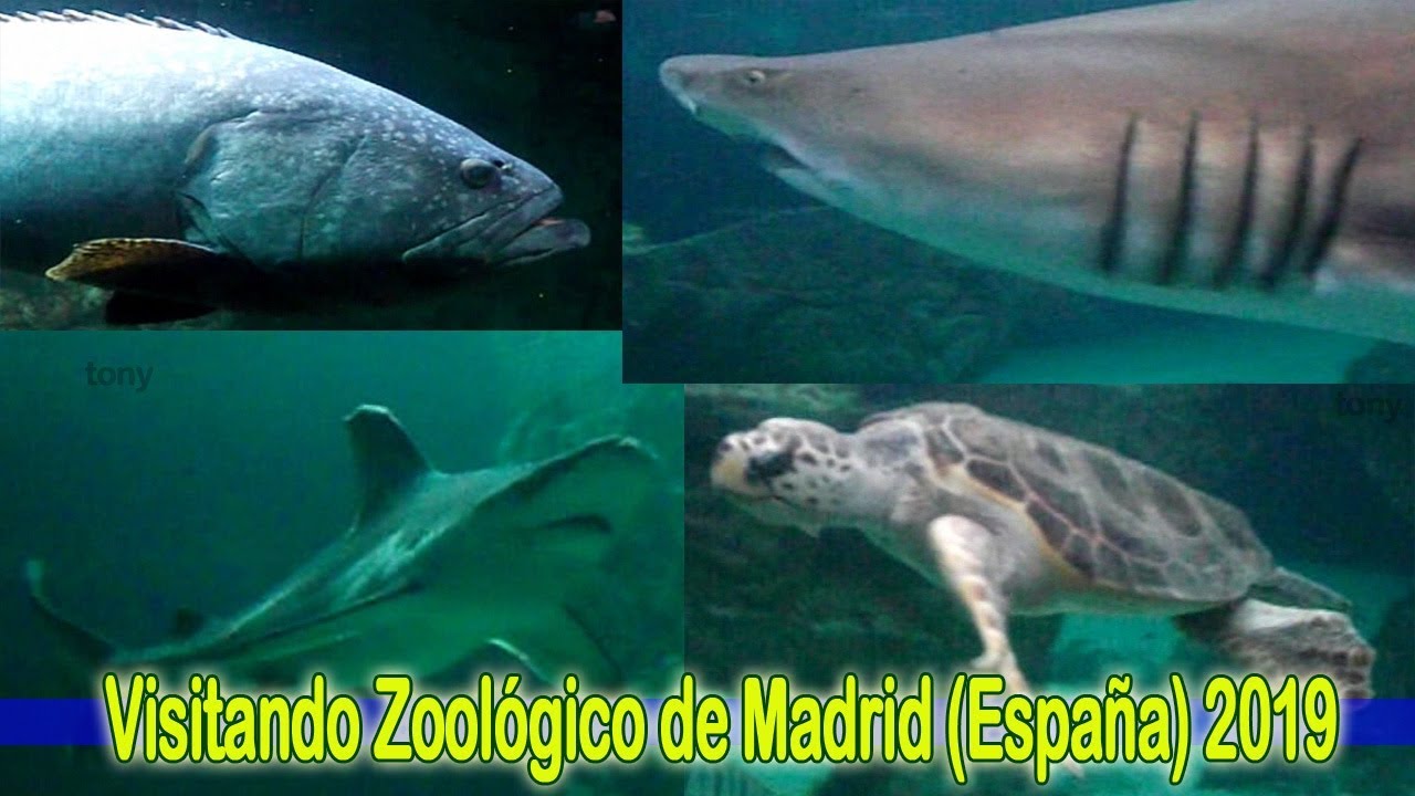 Visitando el magnífico Zoológico de MADRID en España (segunda parte ...