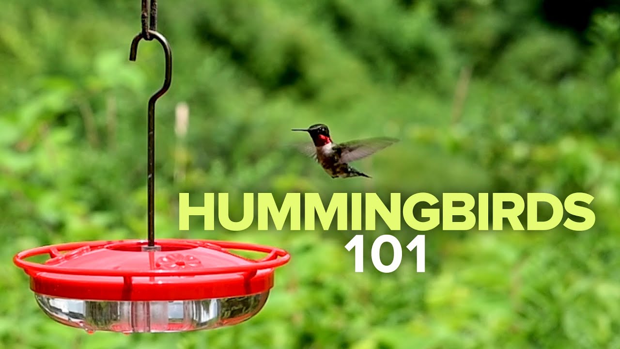 Hummingbirds 101 - YouTube