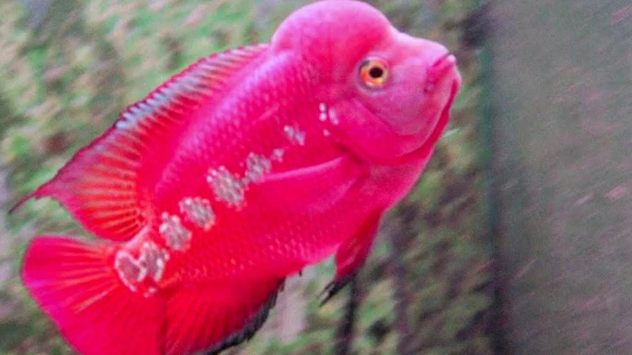 Louhan Red Monkey Sudah Mau Bertelur #2 #louhan #ikanhias #breeder ...