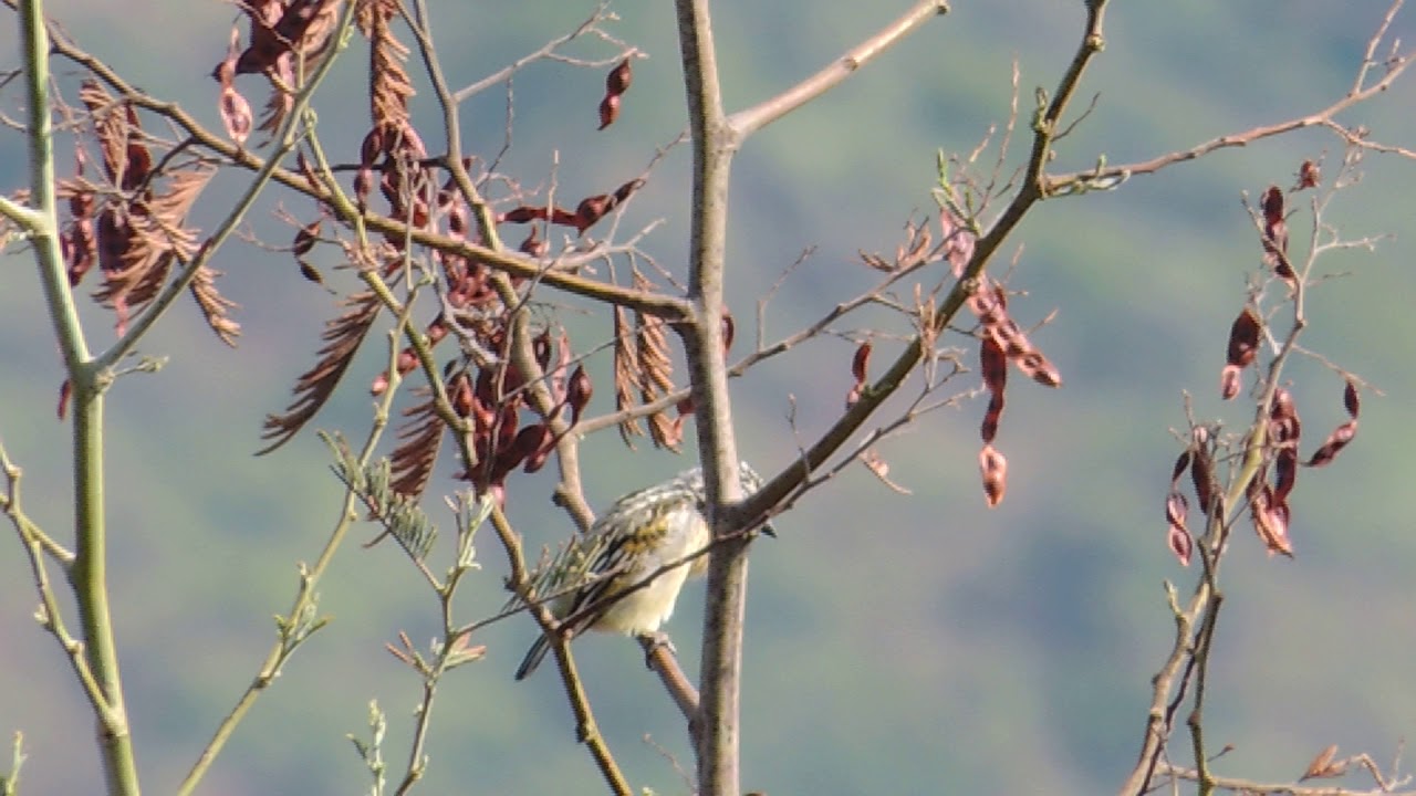 Barbet Yellow Fronted Tinker - YouTube