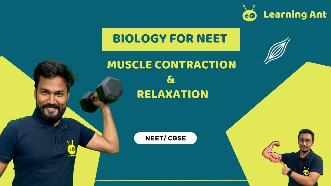 Muscle Contraction & Relaxation | Actin and Myosin | NEET | CBSE | 11th ...