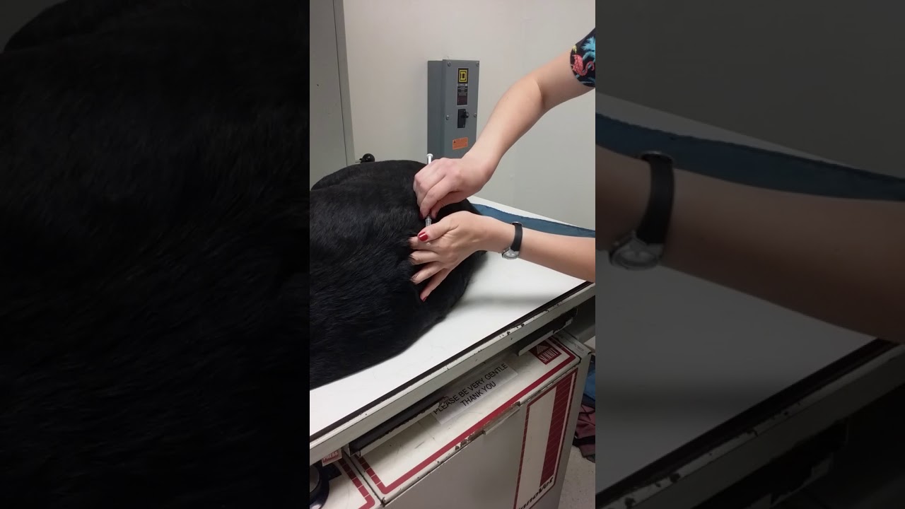 Administering an intramuscular injection to a dog - YouTube