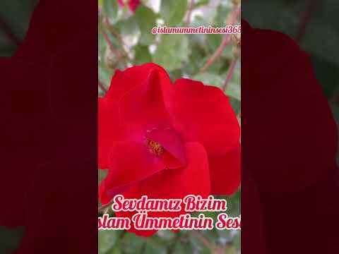 #islamümmetininsesi #ezgiler #ilahi #ağıt #mars #müzik #türkçe #sevdaşiirleri #şehadet#aşk #şehid