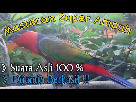 Masteran Burung Nuri Kepala Hitam Asli Papua !!! - YouTube