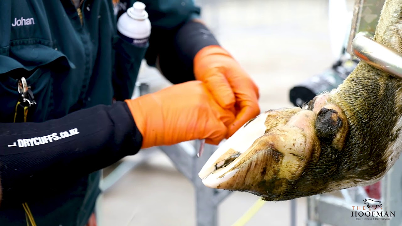 How to Trim a Cow - YouTube