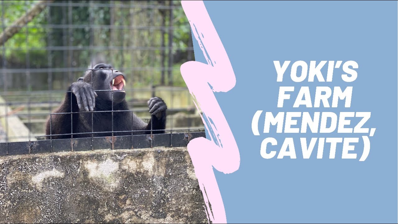 Yoki’s Farm (Zoo) in Mendez, Cavite! - YouTube