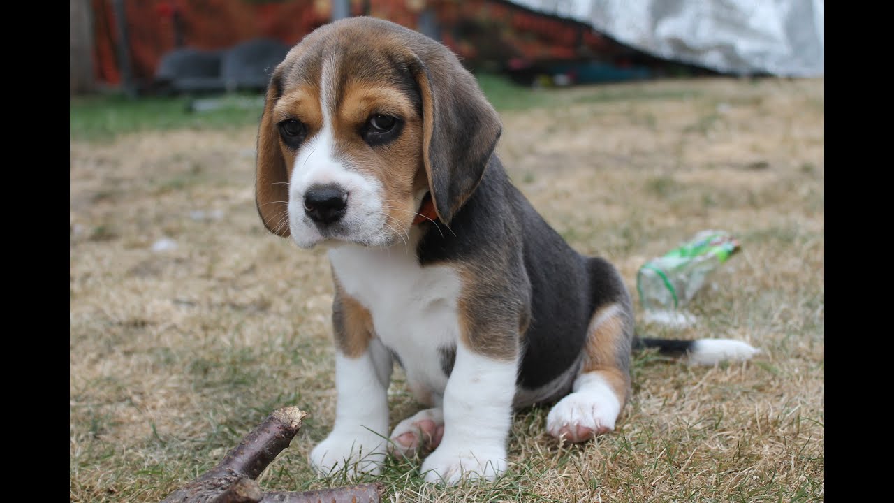 6 Cute Beagle Puppies What a Handfull - YouTube