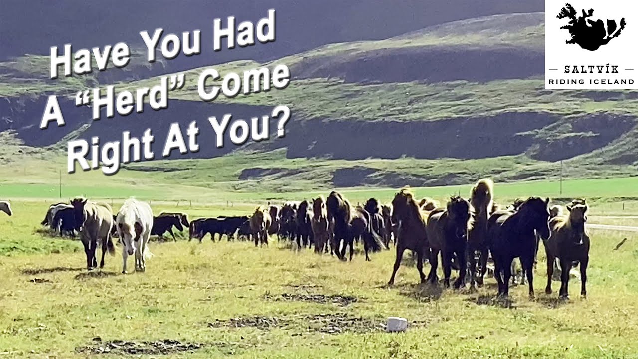 Have You Had A Horse Herd Come Right At You ? - YouTube
