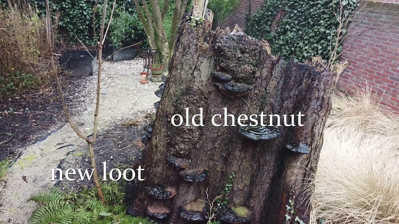 Anne Frank’s world-famous chestnut tree is back! - YouTube