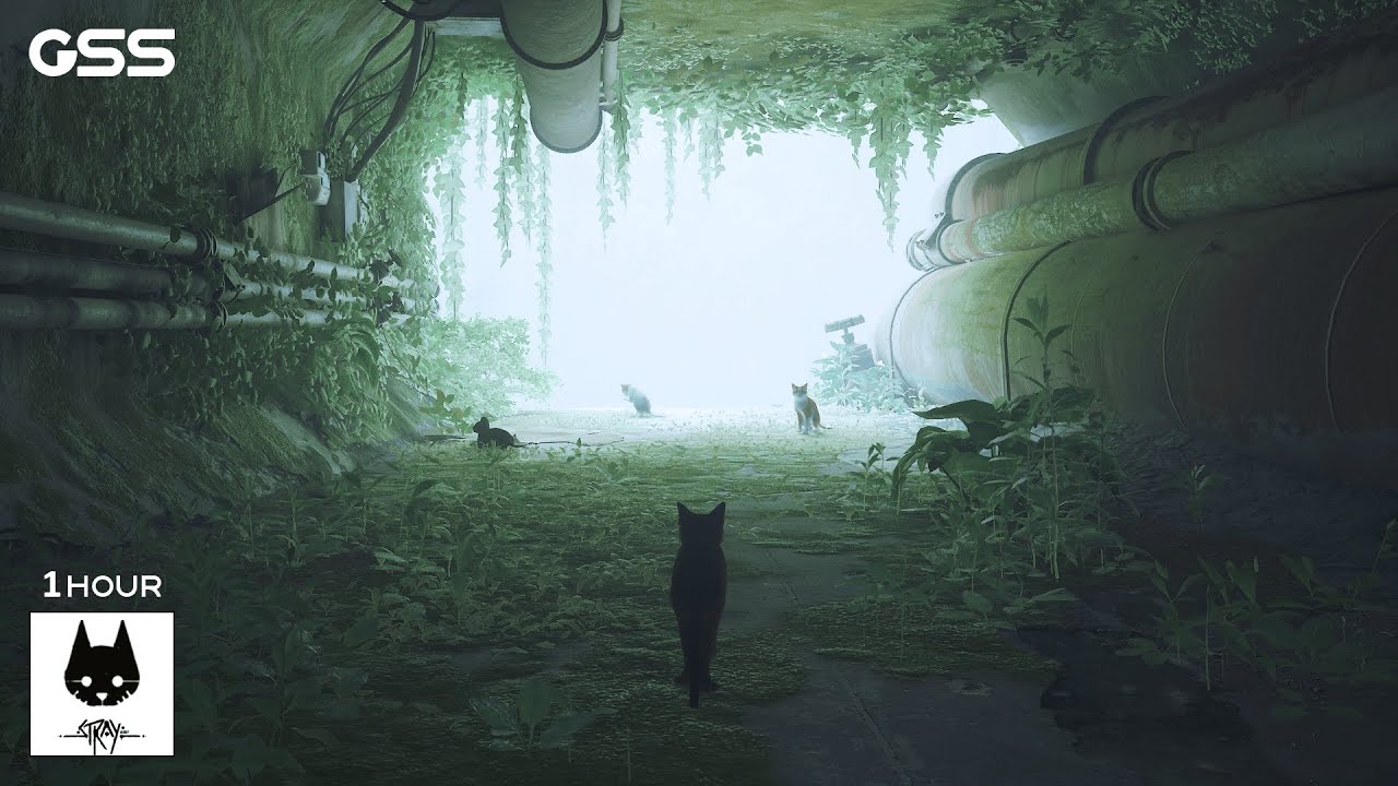 Stray Cats Watching The Rain 1 Hour Screensaver - YouTube