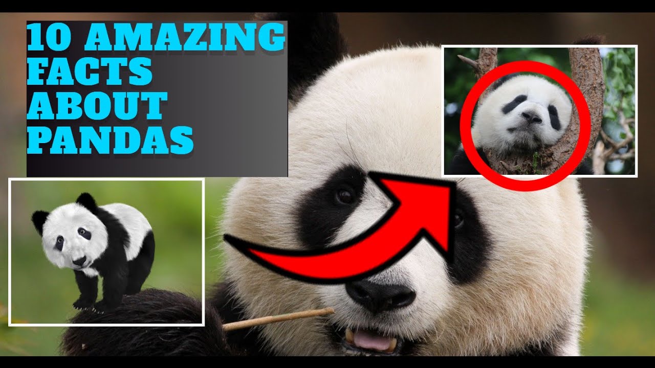 10 Amazing Facts About Pandas You Didn't Know! - YouTube