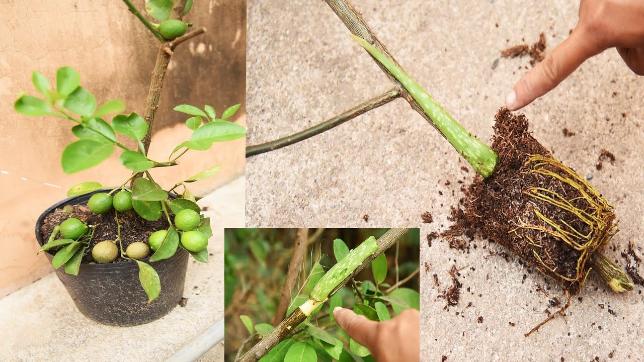 Amazing Rooting Lemon Tree Cutting In Aloe Vera to Fruits {New ...
