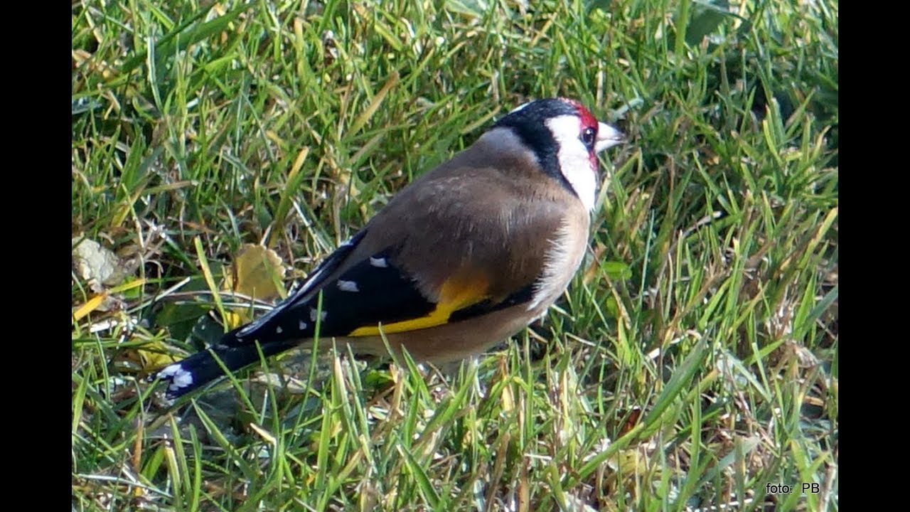 2017 09 18 Pticki HD - The birds are preparing for winter. - YouTube