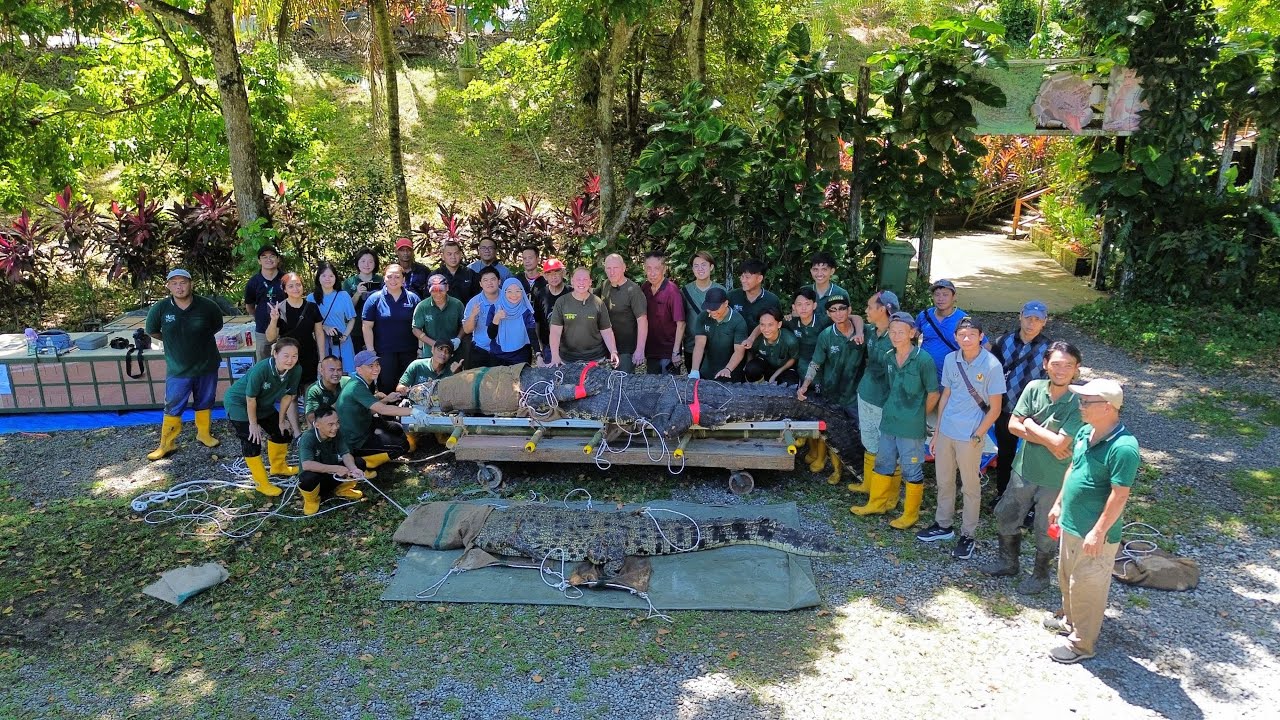 Ever seen a crocodile fly from Borneo to Denmark? - YouTube