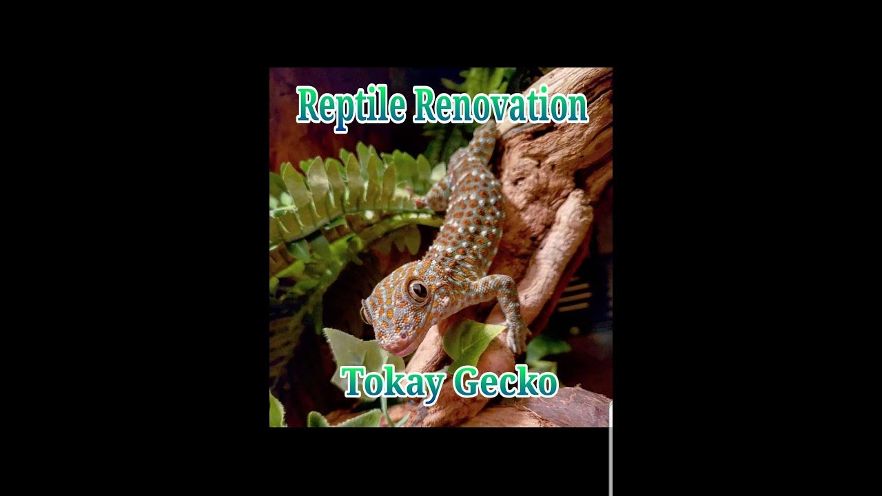 Tokay Gecko's NEW ENCLOSURE! Reptile Renovation!! - YouTube