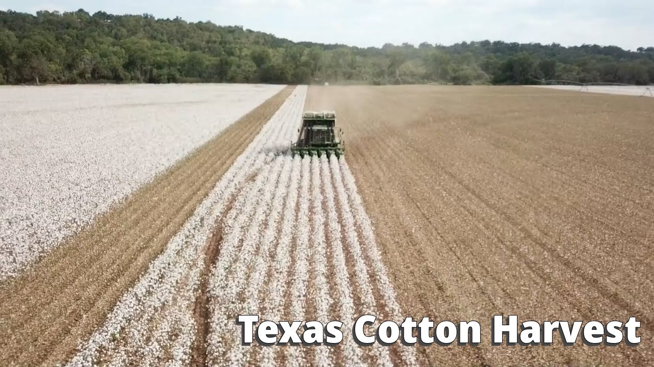 Unpredictable Weather Throughout the Season Brings a Surprise Texas ...