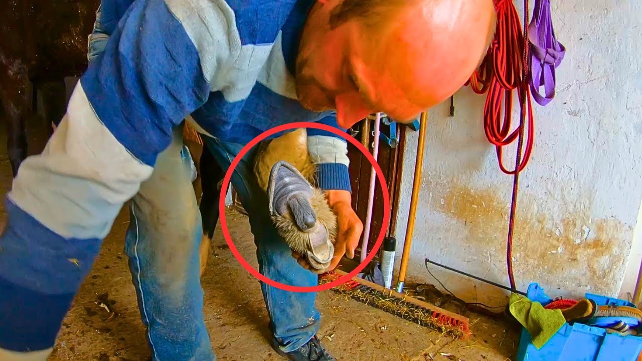 Groom's Worst Nightmare! This Hoof Is a Complete and Utter Disaster! - YouTube