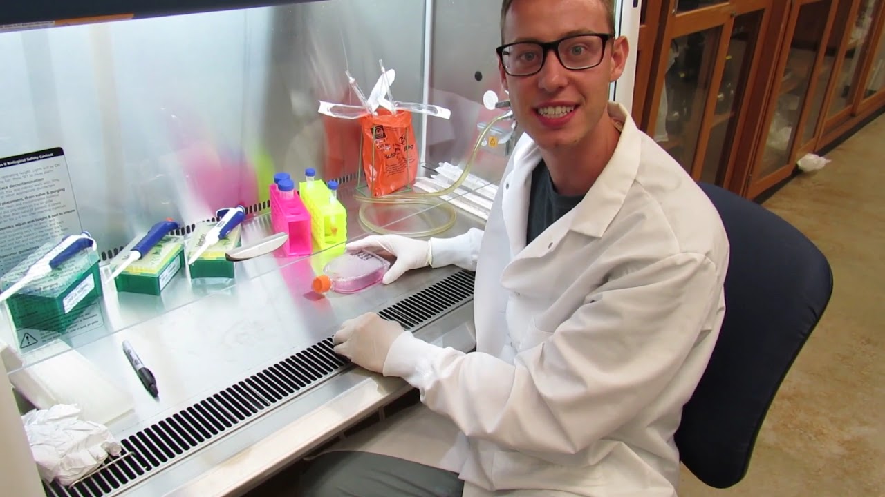 MSU Cell Biology - Cell Culture (Video 6) - YouTube