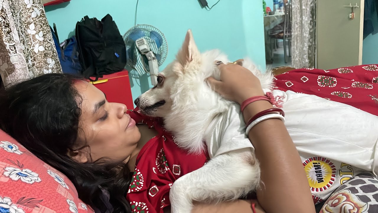 Best dog video | dog video | pamper dogs | dog barking | dog videos ...