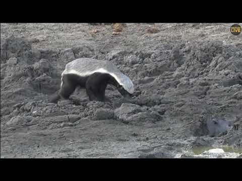 ~ Ratel miodożerny ( Mellivora capensis ) ~ Afryka - Safari - YouTube