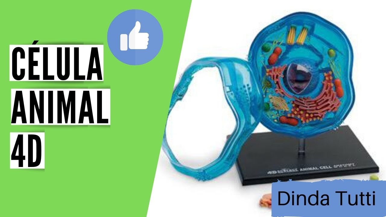 Review Célula animal 4D / 4D Animal cell - YouTube