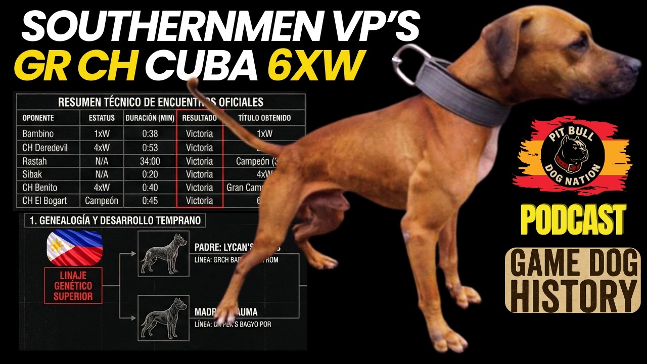 SOUTHERNMEN'S VP'S GR CH "CUBA" 6XW | PODCAST HISTORIA APBT GAMEDOG ...