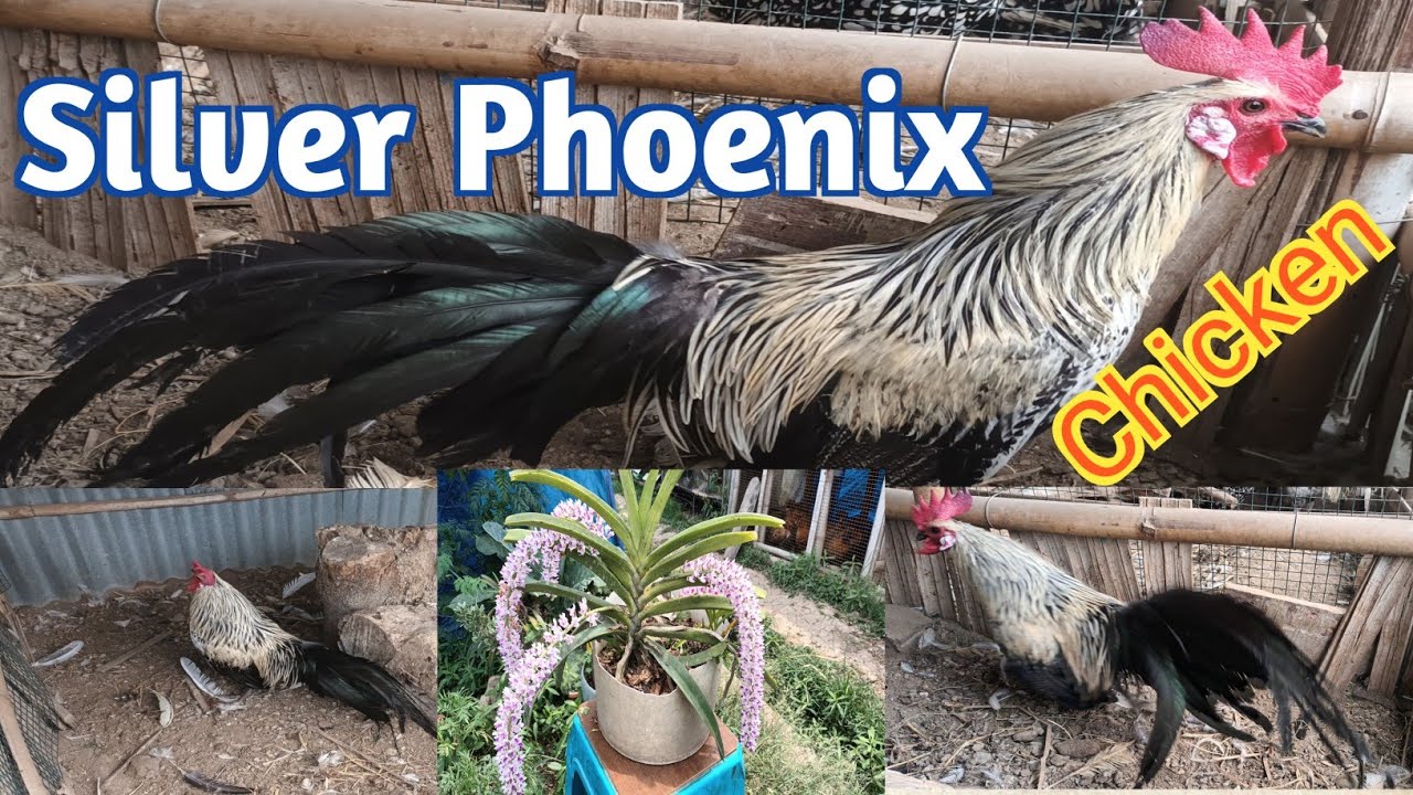 Silver Phoenix Chicken breed - YouTube