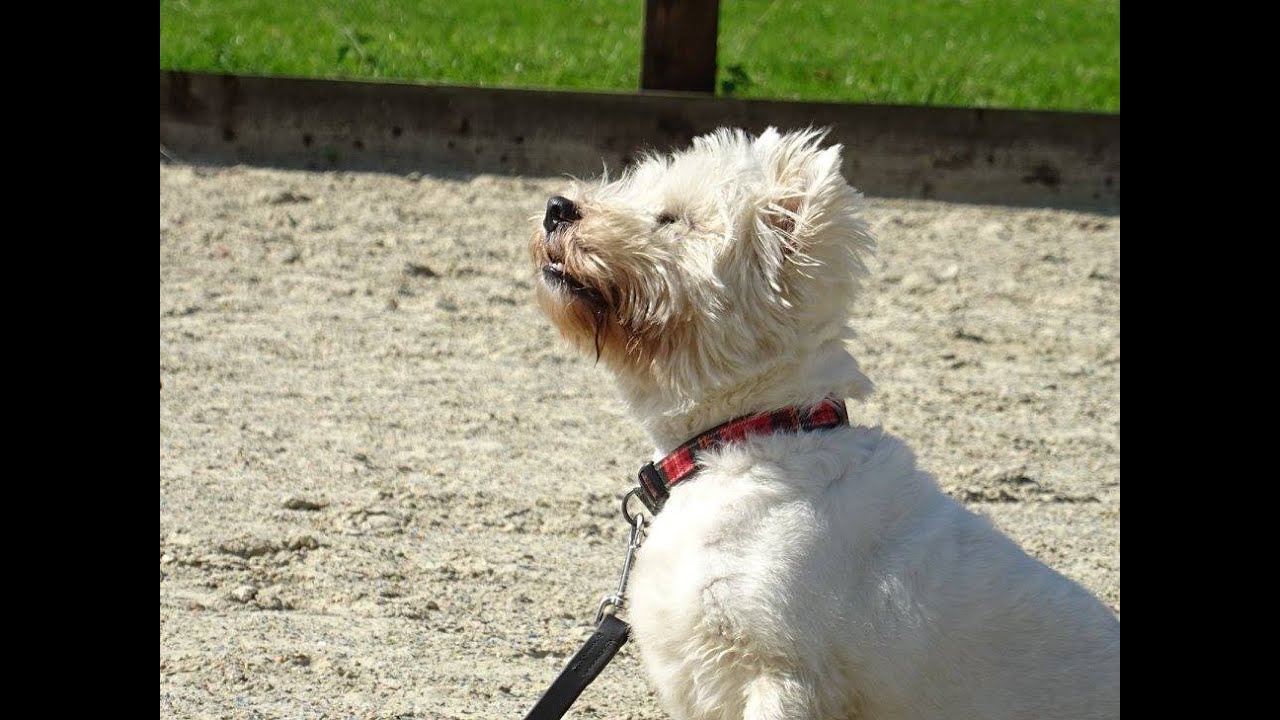 Bertie - Westie - 3 Week Residential Dog Training at Adolescent Dogs ...