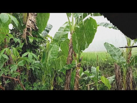 Herhangi Bir Yağmur Değil: Aşırı Düşünmeyi ve Uykuyu Aşmak İçin En Çok Aranan Yağmur Sesler