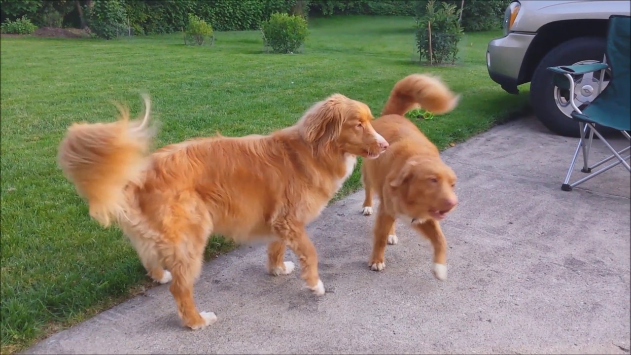 Duck Tollers Howling - YouTube