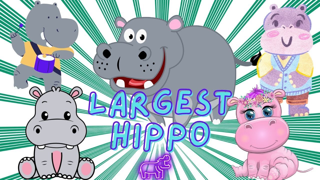 All About Hippopotamus ! | Hippo Animal Videos for Kid - YouTube