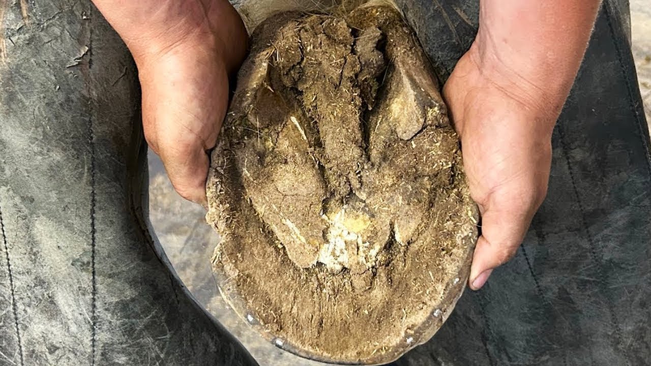 Must Watch! Super Long Hoof Transformation【Asmr Hoof】 - YouTube