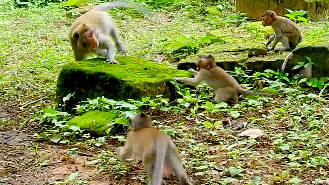 Defender of Her Family: Jane’s Fight to Protect Her Offspring - YouTube