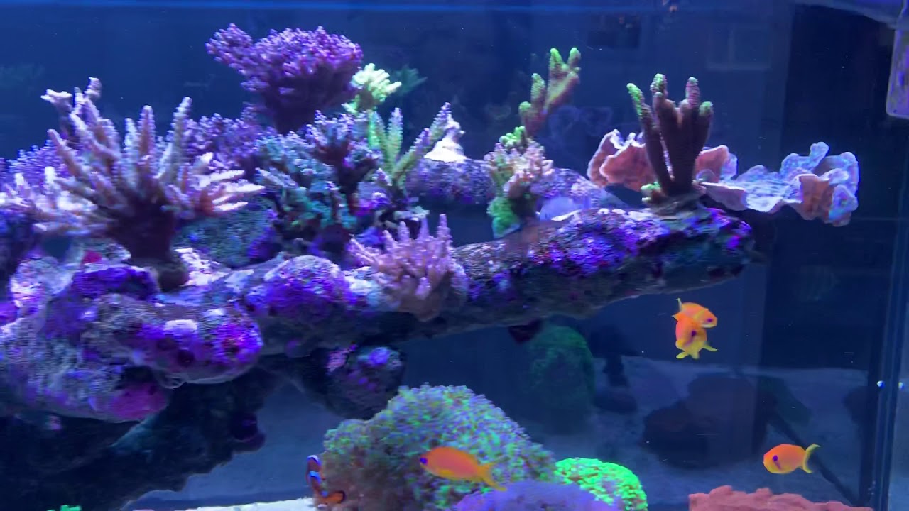 Update meines Red Sea Peninsula 650 - Aqua Medic PH-Monitor und Aqua ...